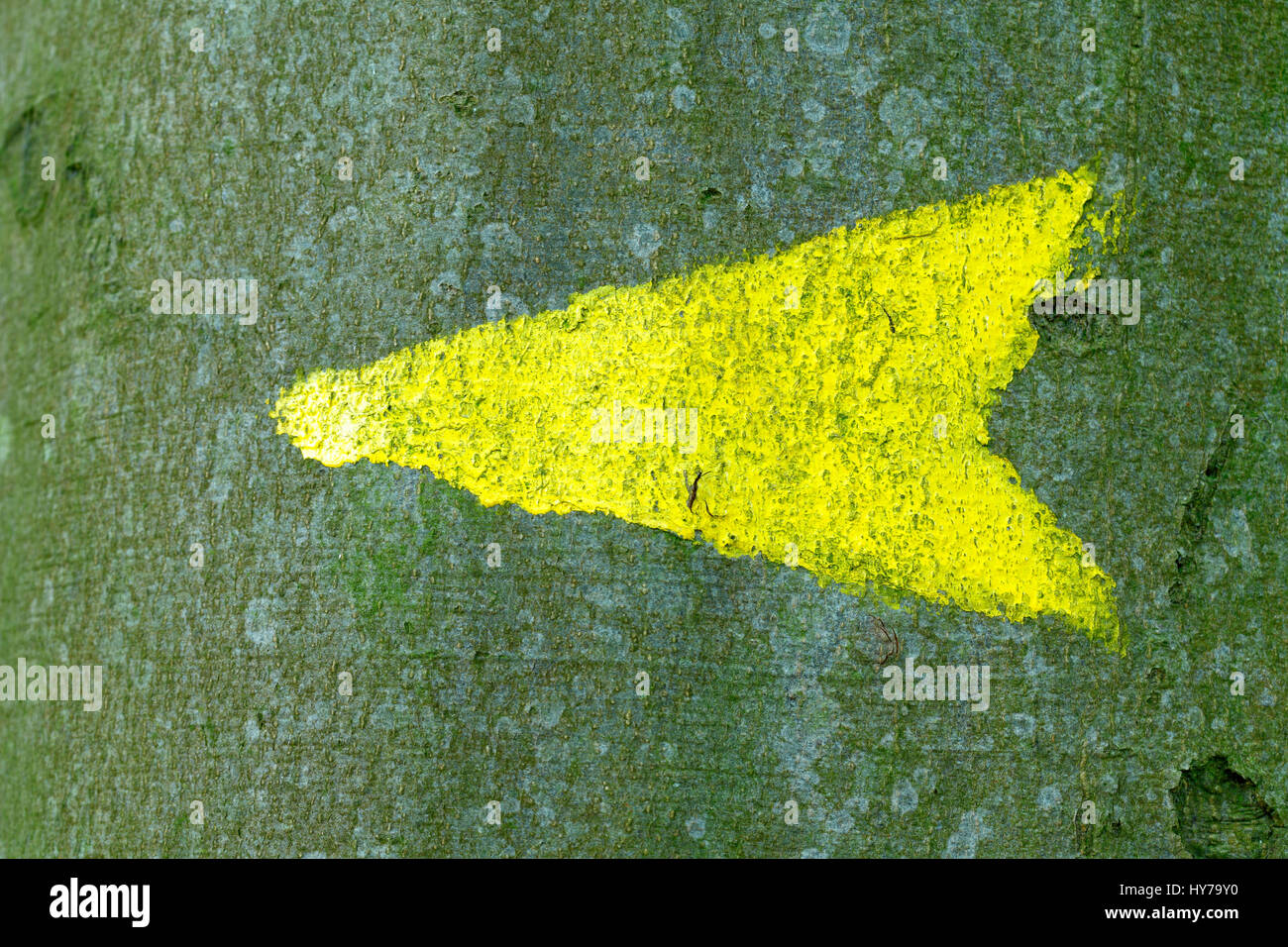 Arrow on the tree trunk hi-res stock photography and images - Alamy
