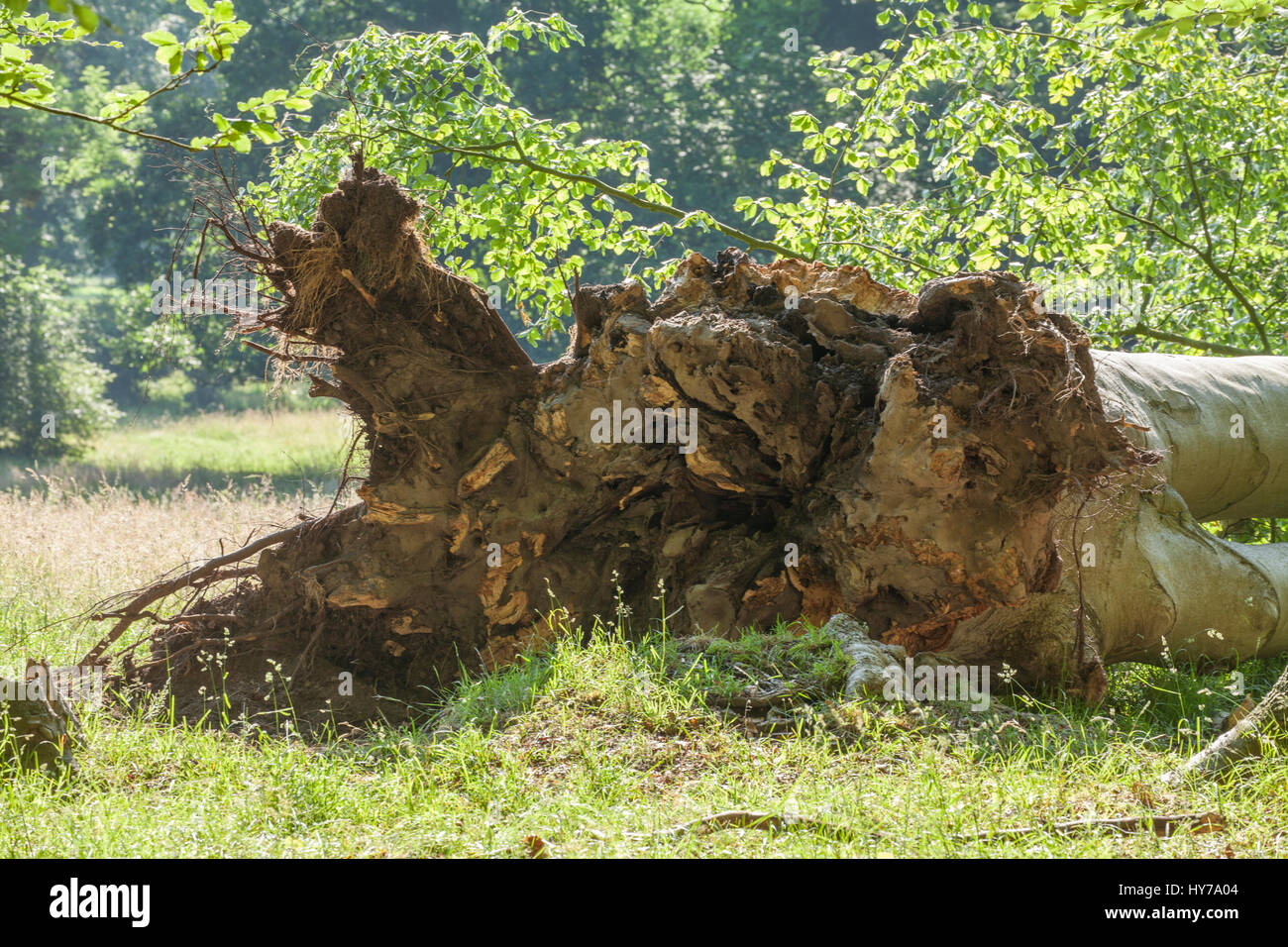 Storm damaged Oak in a Wood, Germany, Europe Stock Photo - Alamy