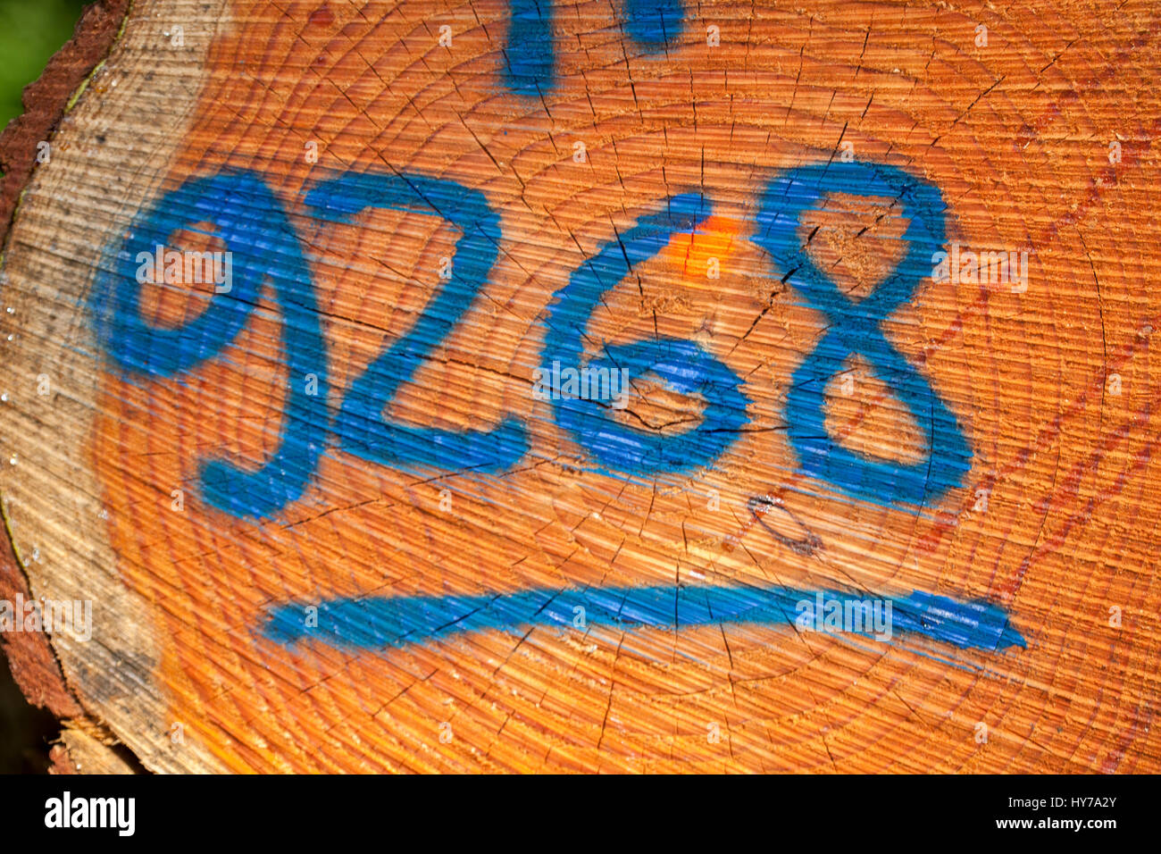 Mark on the tree hi-res stock photography and images - Alamy