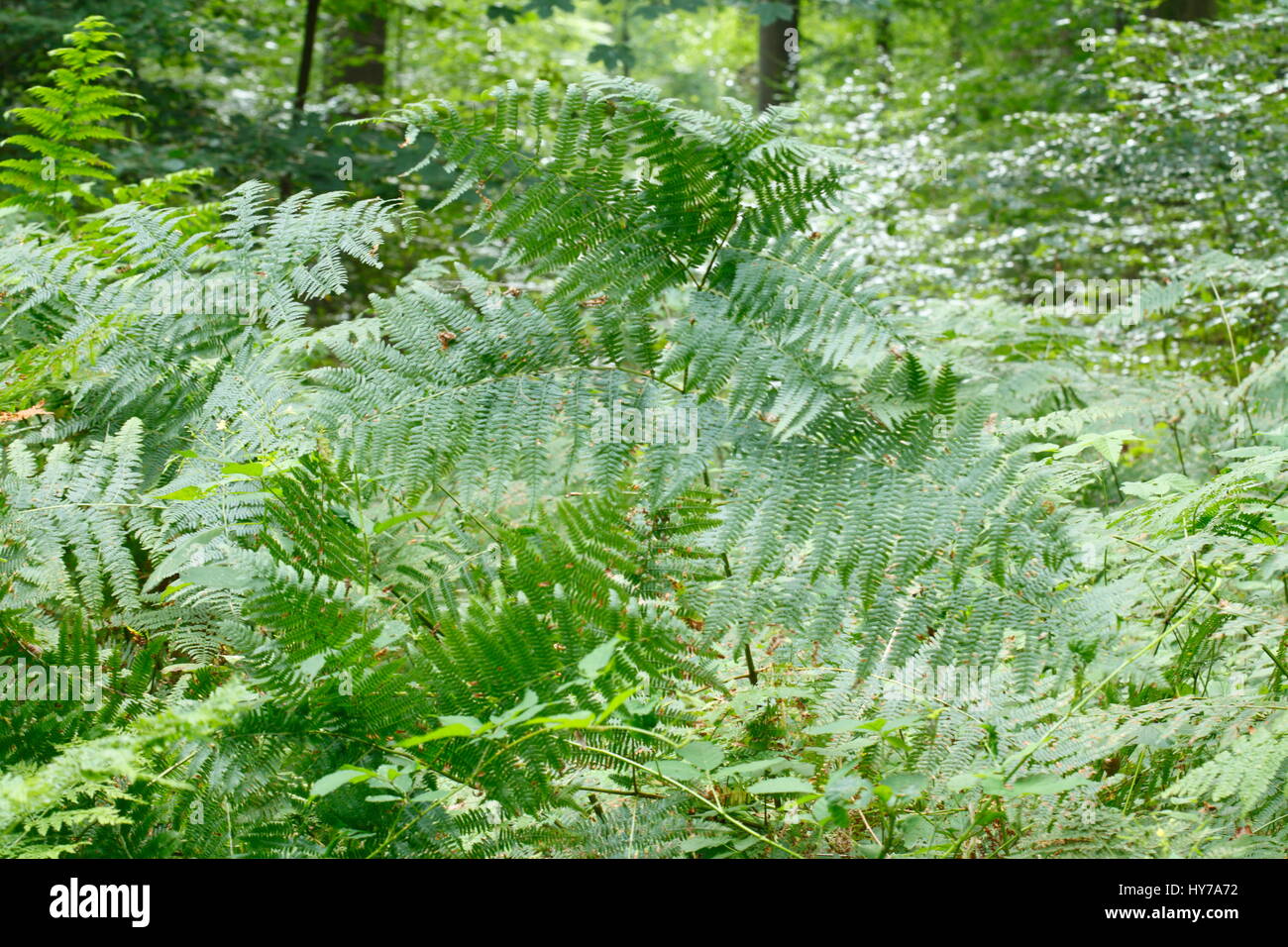 Ferns in a Wood, Germany, Europe Stock Photo - Alamy
