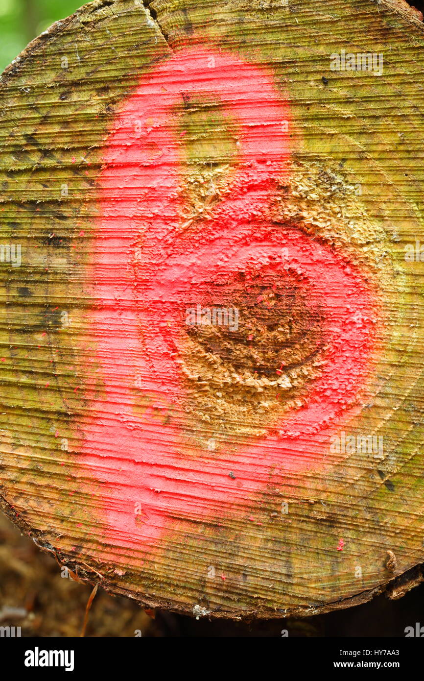 Marked Log in a Wood Stock Photo - Alamy