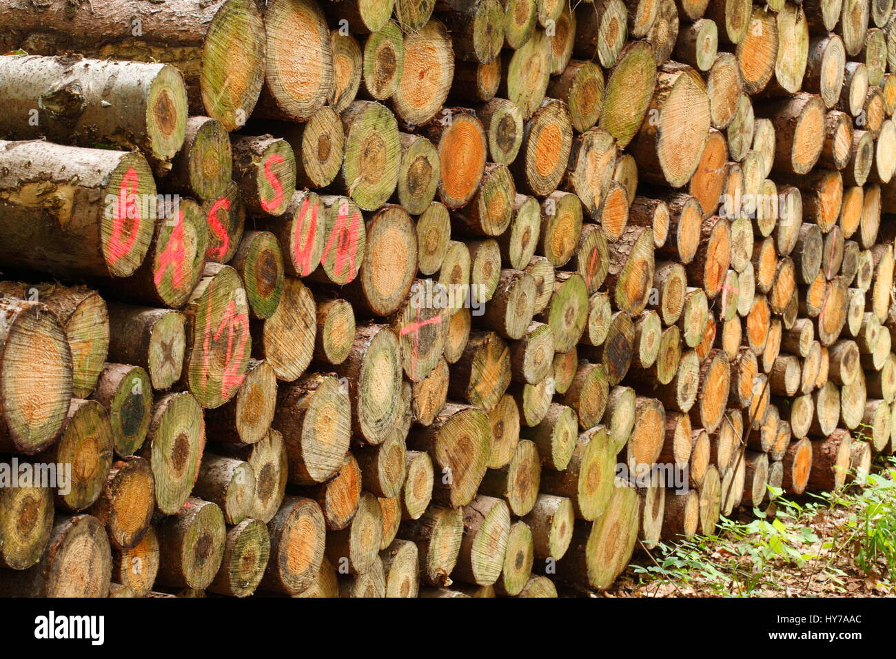 Logs in a Wood Stock Photo - Alamy