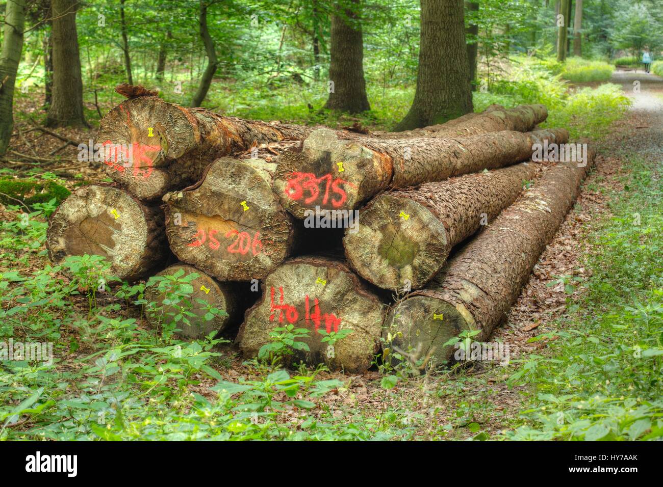 Logs in a Wood Stock Photo - Alamy