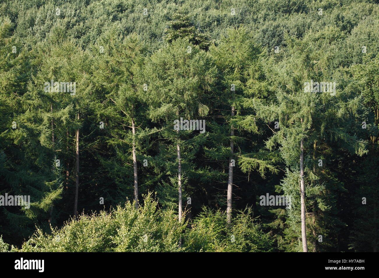 green forest with tree tops Stock Photo - Alamy