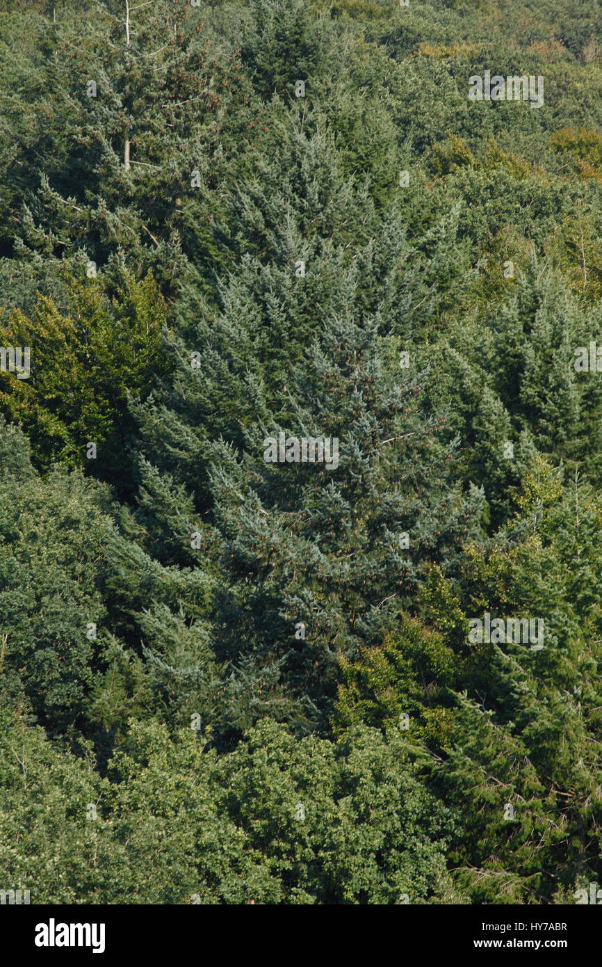 green forest with tree tops Stock Photo - Alamy