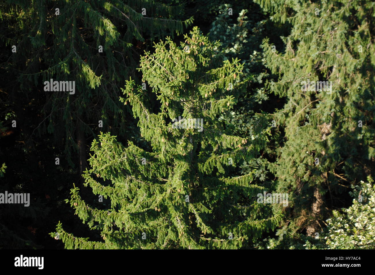 green forest with tree tops Stock Photo - Alamy