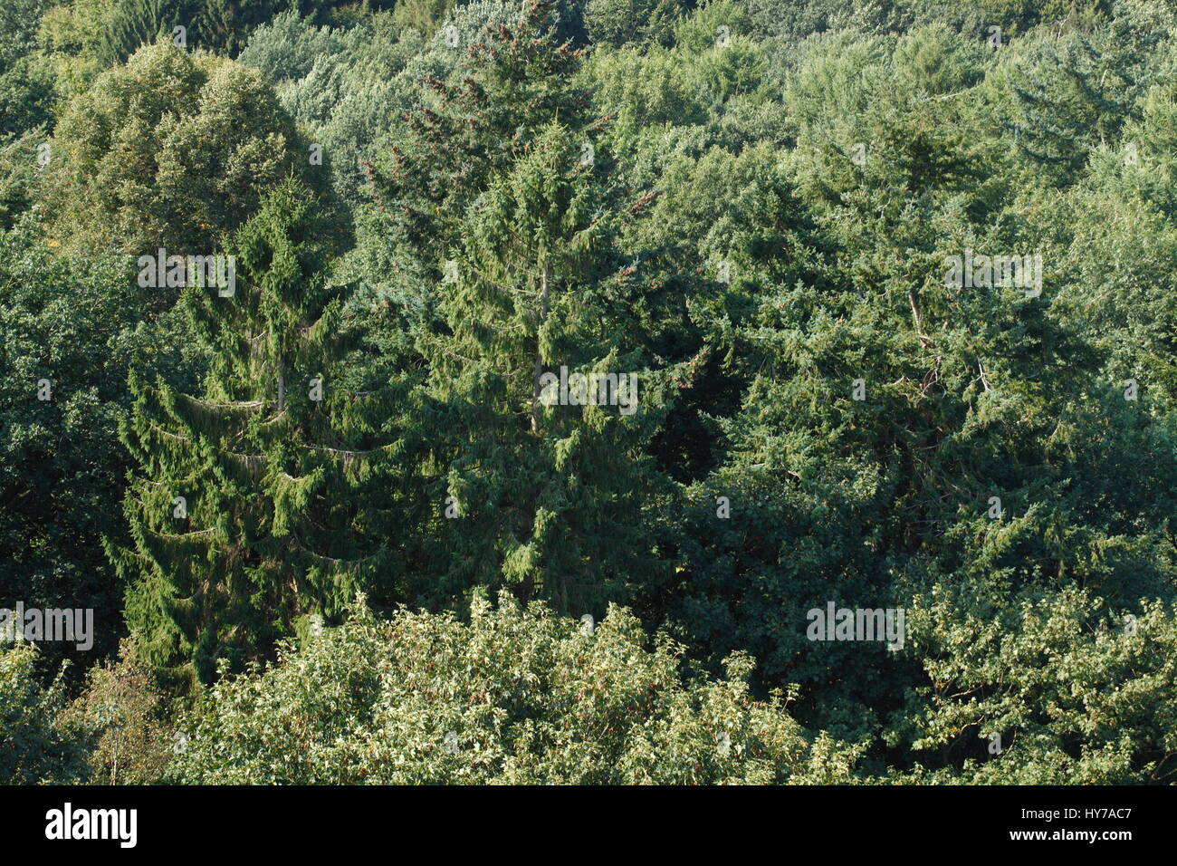 green forest with tree tops Stock Photo - Alamy