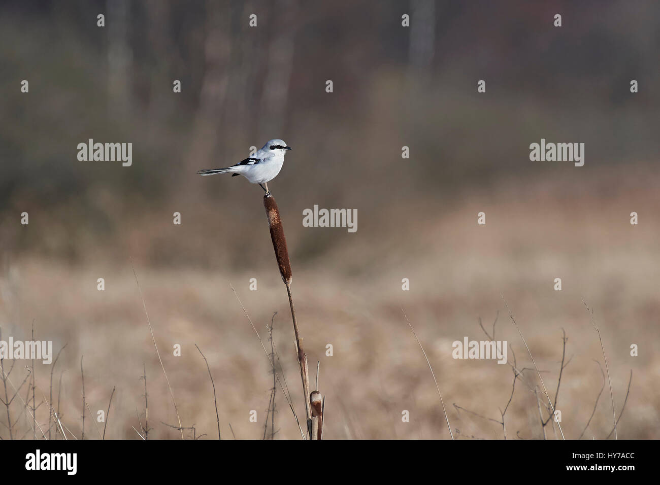 Northern shrike hi-res stock photography and images - Alamy