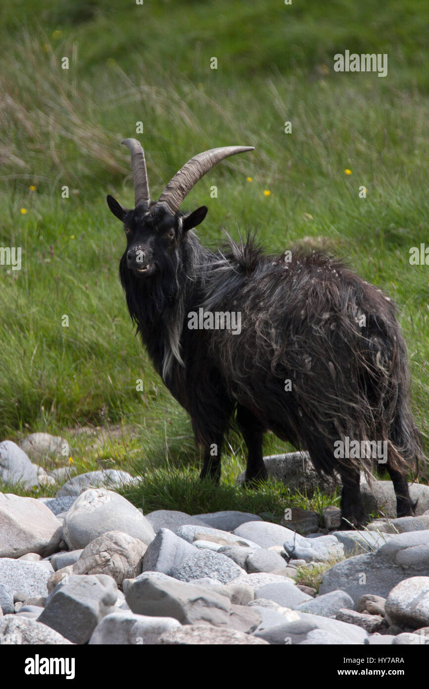 Goat feral mammal single adult scotland uk findhorn valley hi-res stock ...