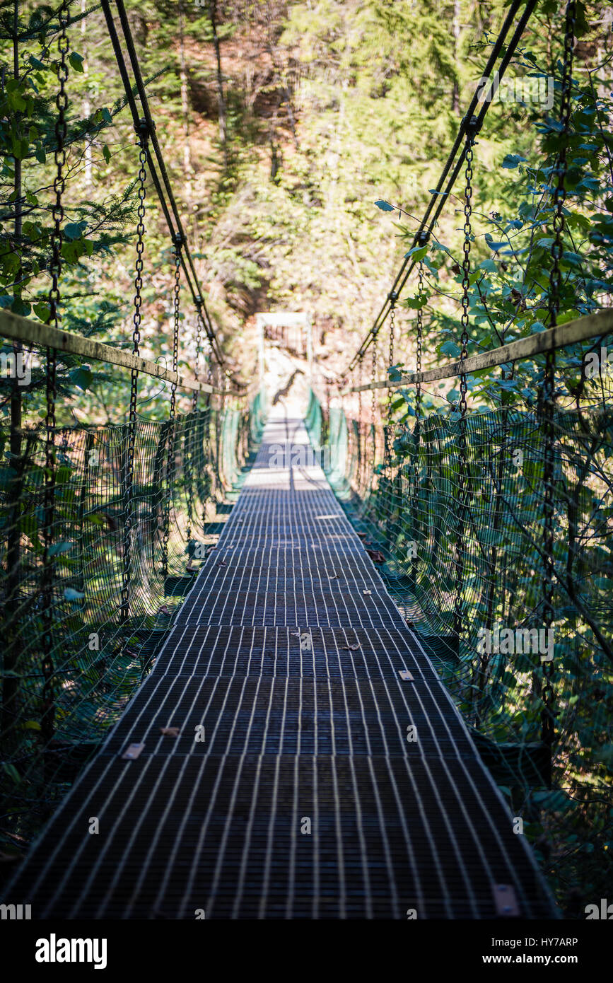 old bridge in forest seen in perspective. central composition Stock ...