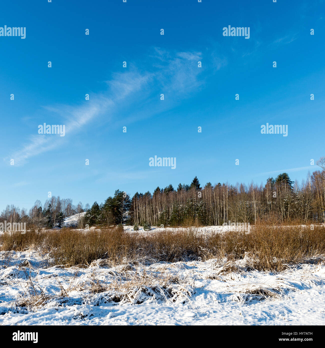 beautiful snowy winter landscape with trees and blue sky Stock Photo ...
