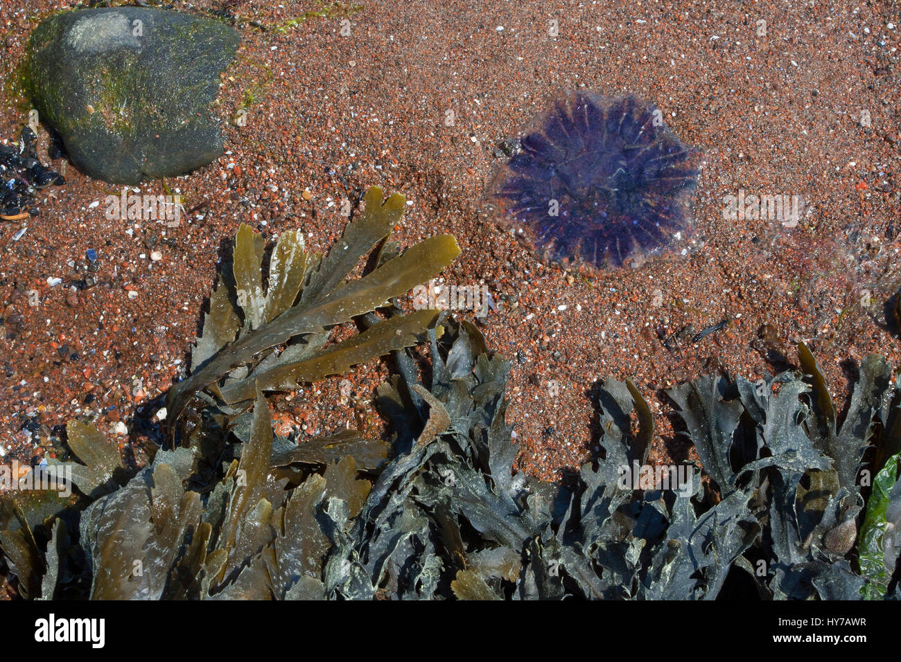 Purple jellyfish scotland hi-res stock photography and images - Alamy