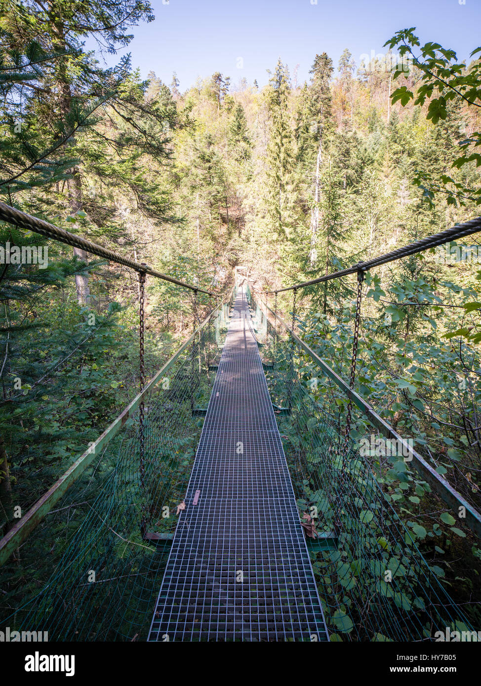 old bridge in forest seen in perspective. central composition Stock ...