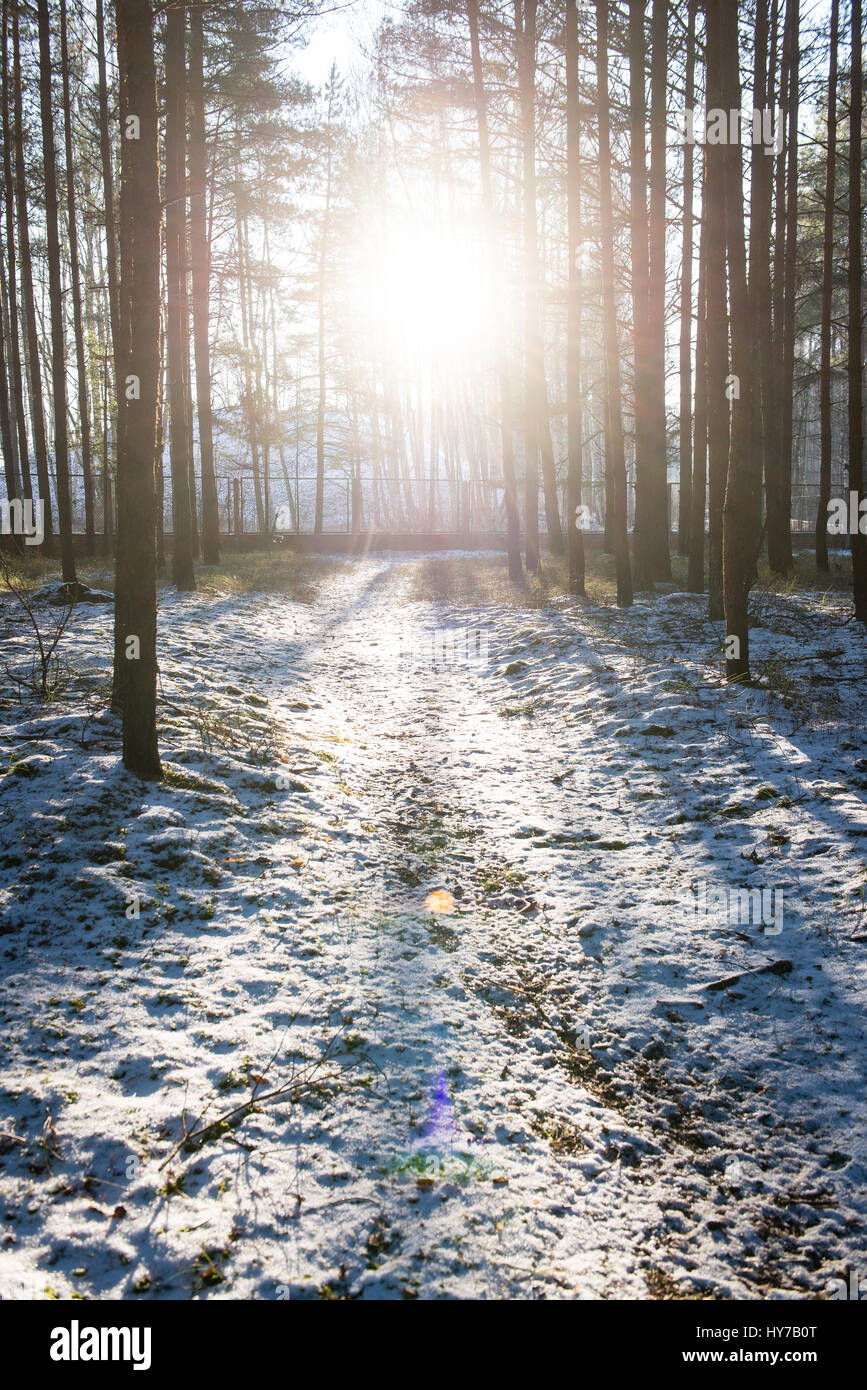 snowy tourist hiking trail in woods in winter. trails in snow Stock ...