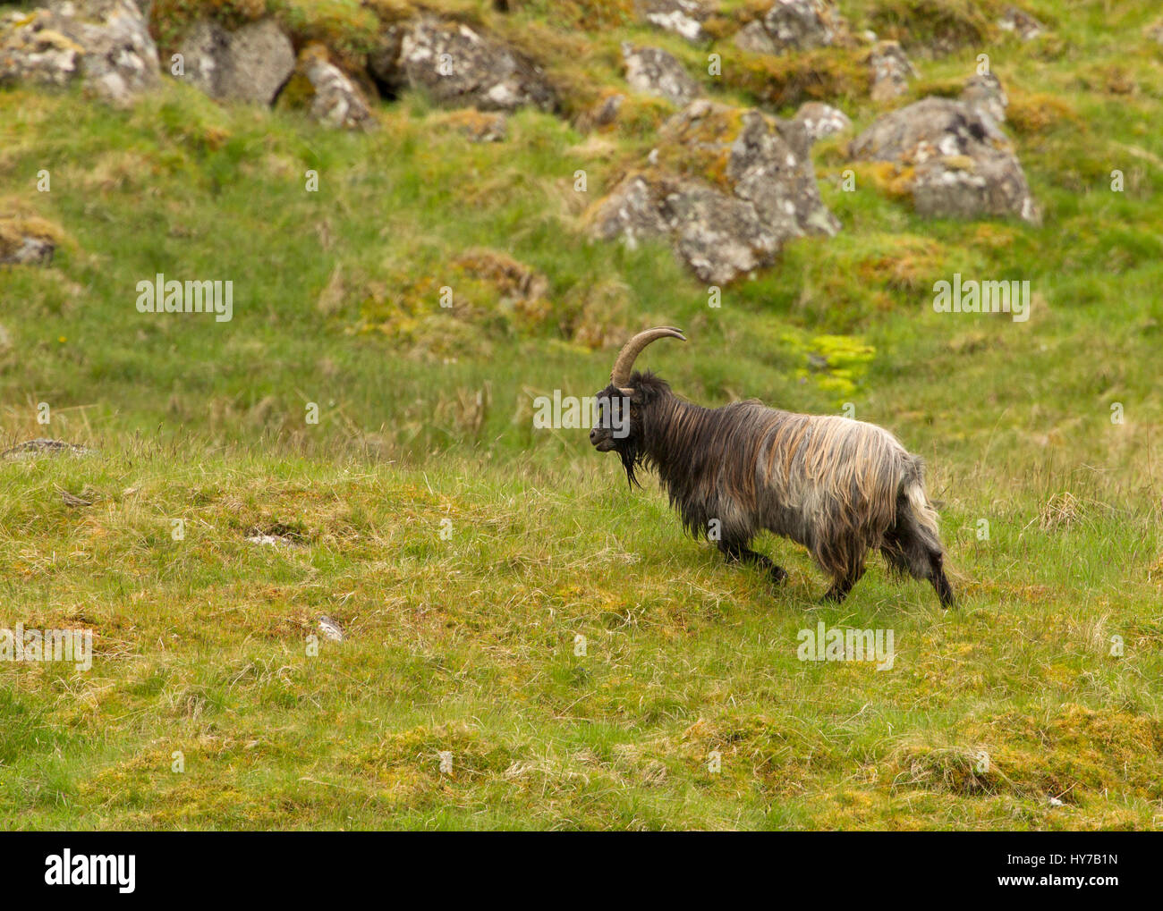 Feral Goat, single adult walking on hillside. Taken June. Findhorn ...