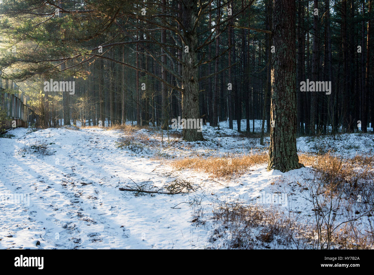 snowy tourist hiking trail in woods in winter. trails in snow Stock ...