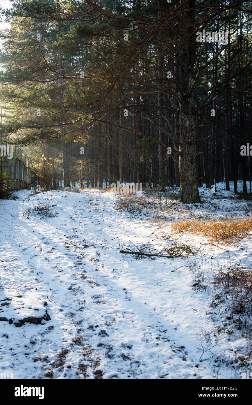 snowy tourist hiking trail in woods in winter. trails in snow Stock ...