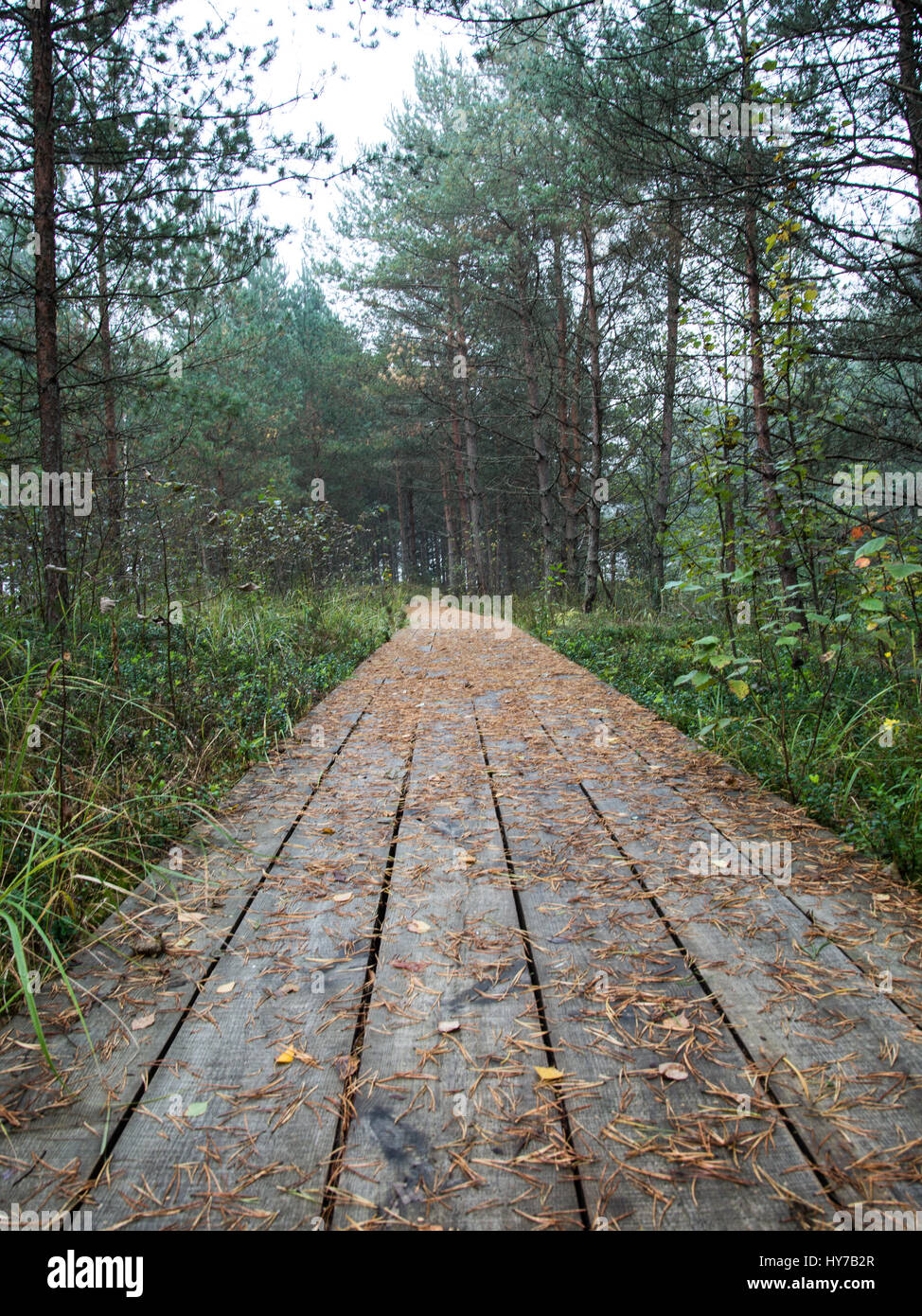 wooden footbridge in the bog in the countryside Stock Photo - Alamy