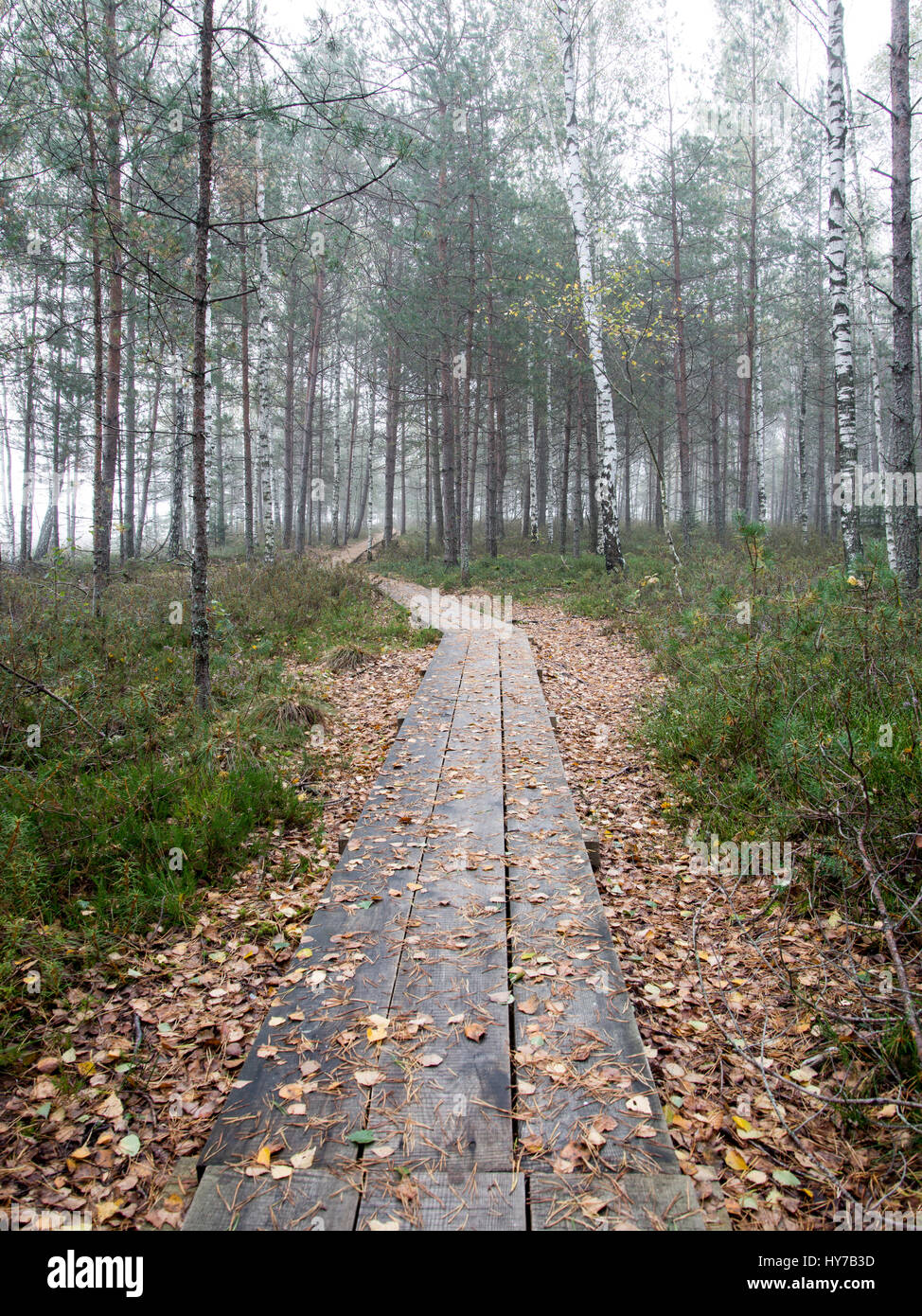 wooden footbridge in the bog in the countryside Stock Photo - Alamy