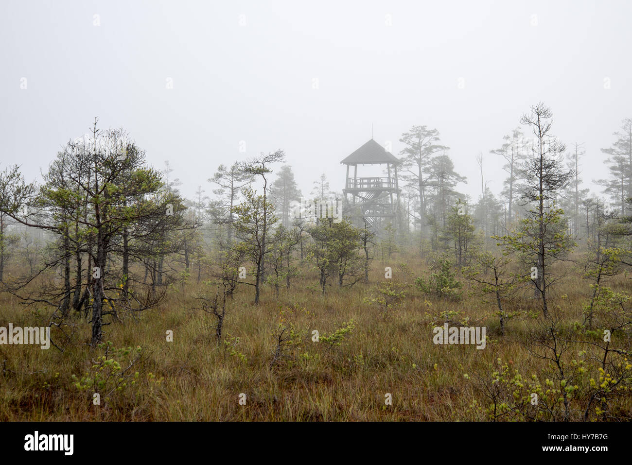 bog landscape with trees in swamp and mist Stock Photo - Alamy
