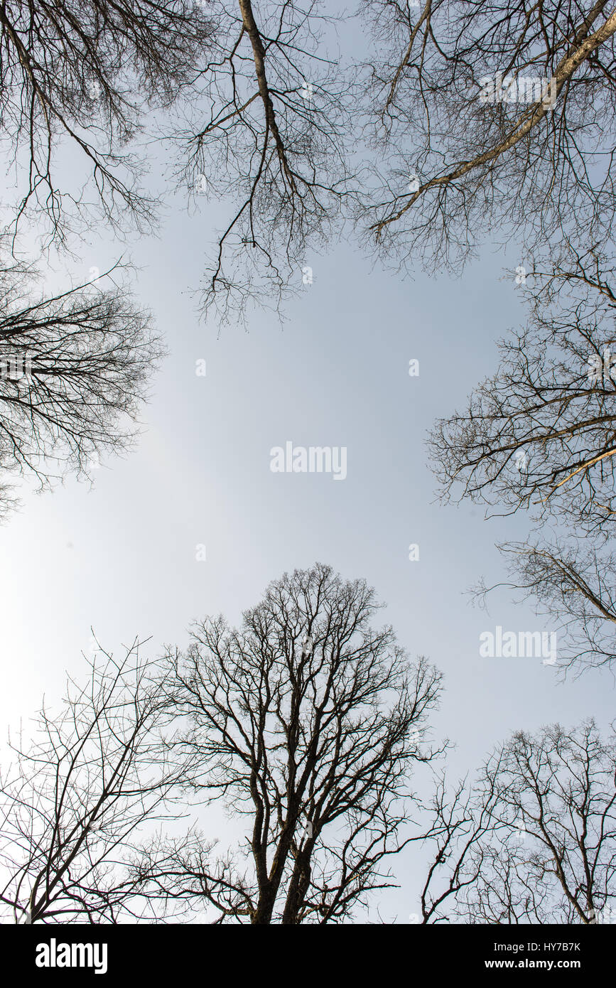 forest textured background of trees and land Stock Photo - Alamy