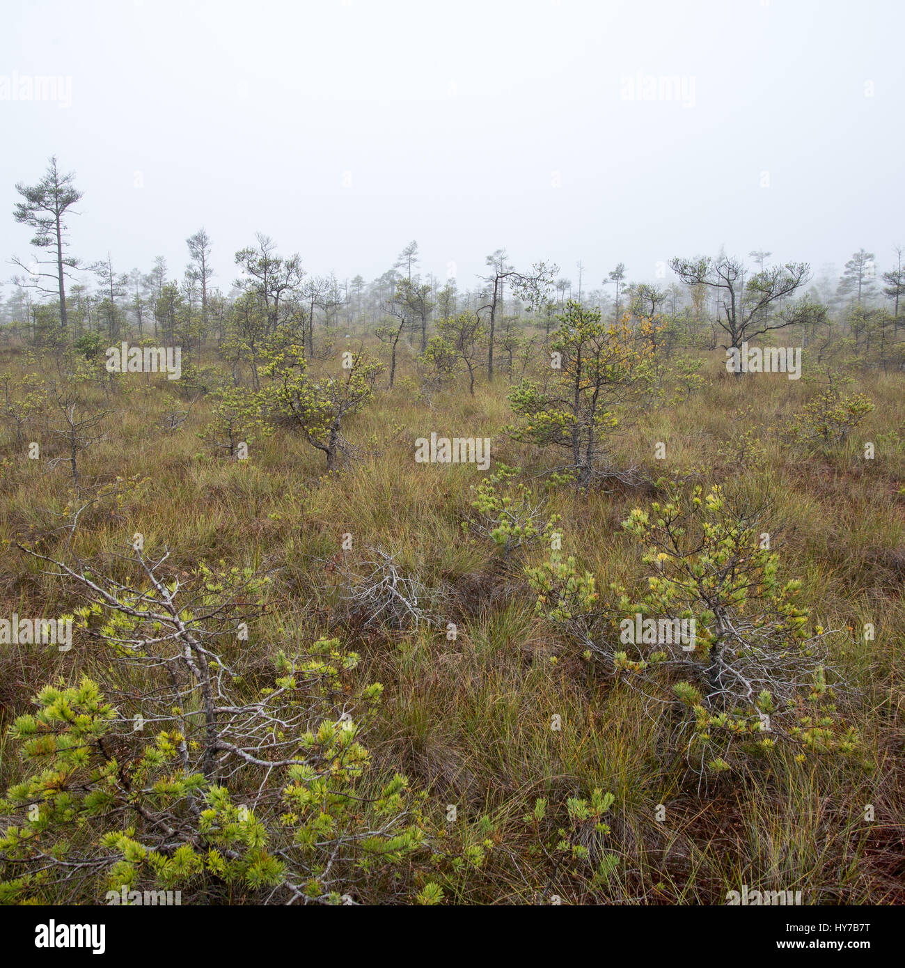 bog landscape with trees in swamp and mist Stock Photo - Alamy