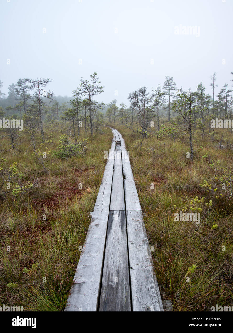 wooden footbridge in the bog in the countryside Stock Photo - Alamy