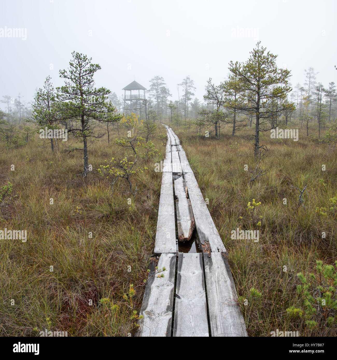 wooden footbridge in the bog in the countryside Stock Photo - Alamy