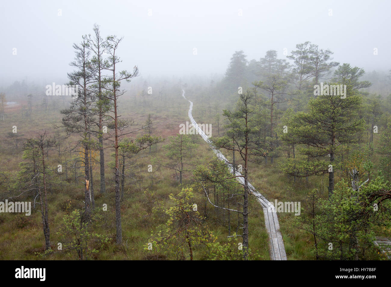 bog landscape with trees in swamp and mist Stock Photo - Alamy