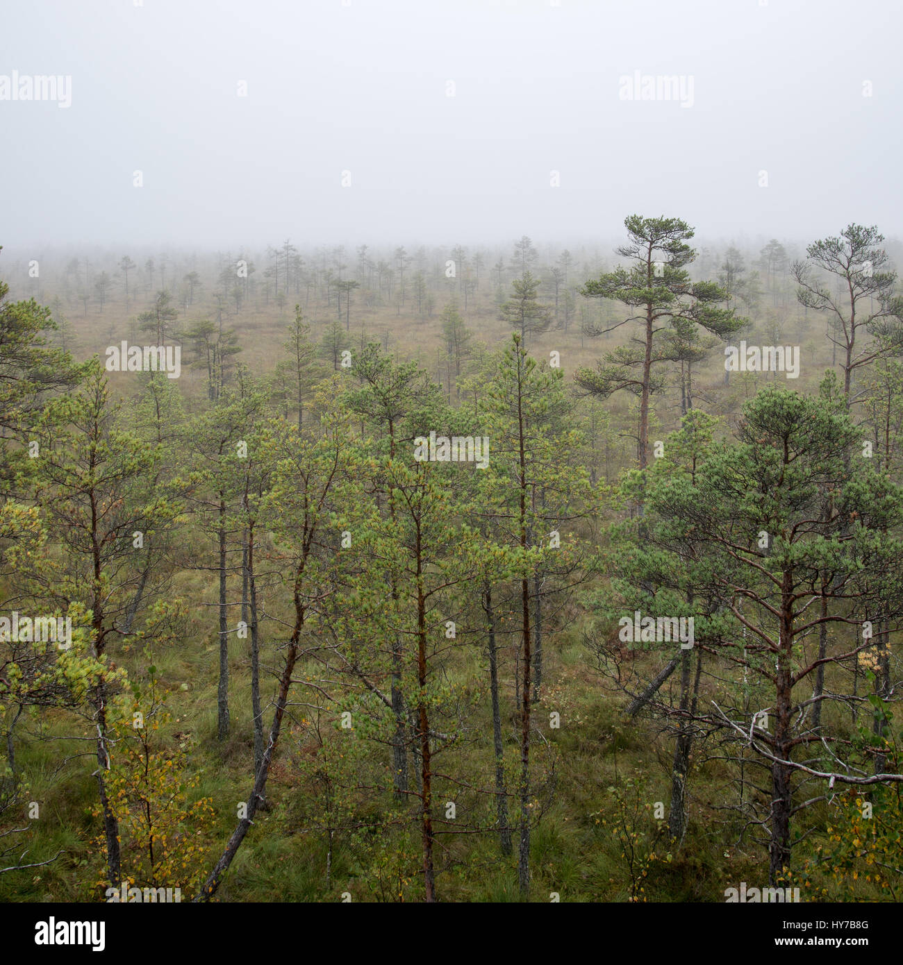 bog landscape with trees in swamp and mist Stock Photo - Alamy