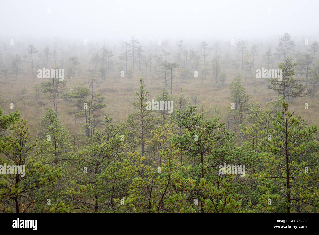 bog landscape with trees in swamp and mist Stock Photo - Alamy