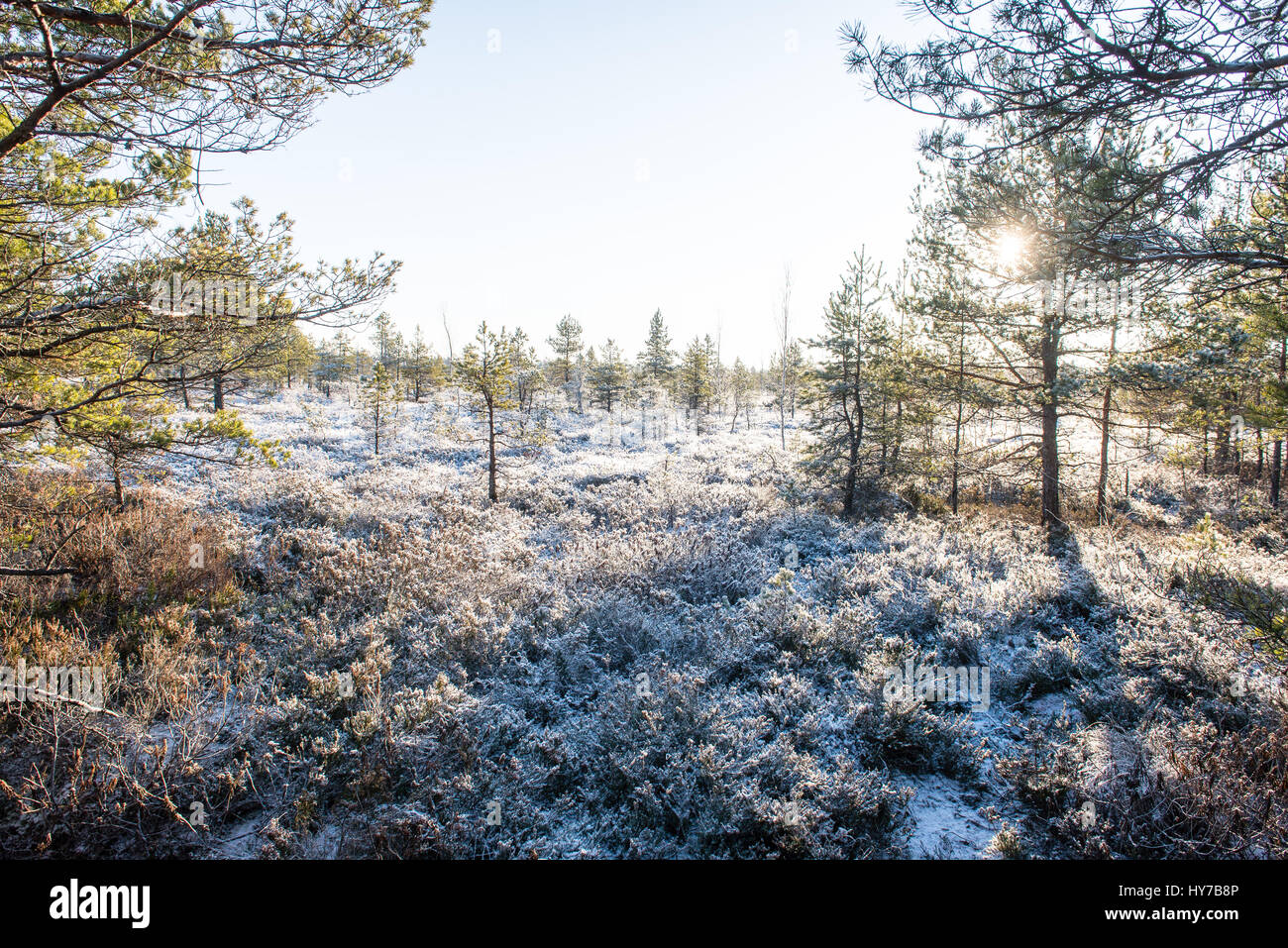 snowy tourist hiking trail in woods in winter. trails in snow Stock ...