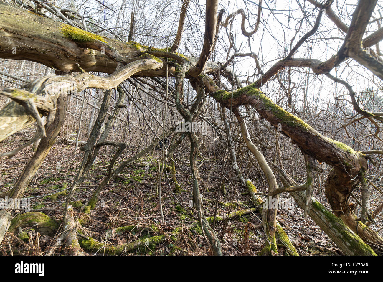 old green tree stump in the forest. country landscape Stock Photo - Alamy