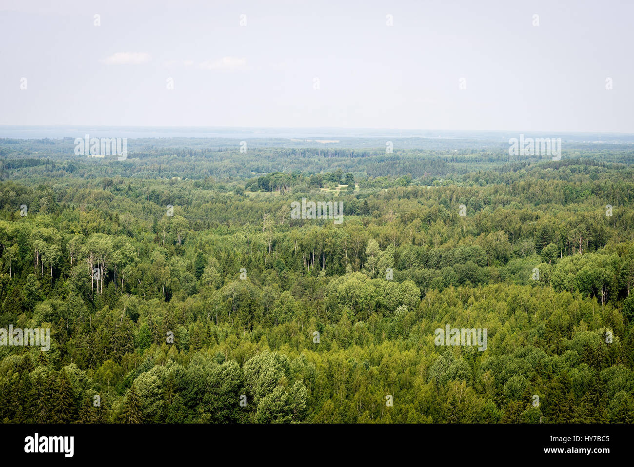 panoramic view of misty green forest. far horizon Stock Photo - Alamy