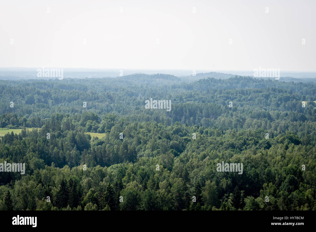 panoramic view of misty green forest. far horizon Stock Photo - Alamy