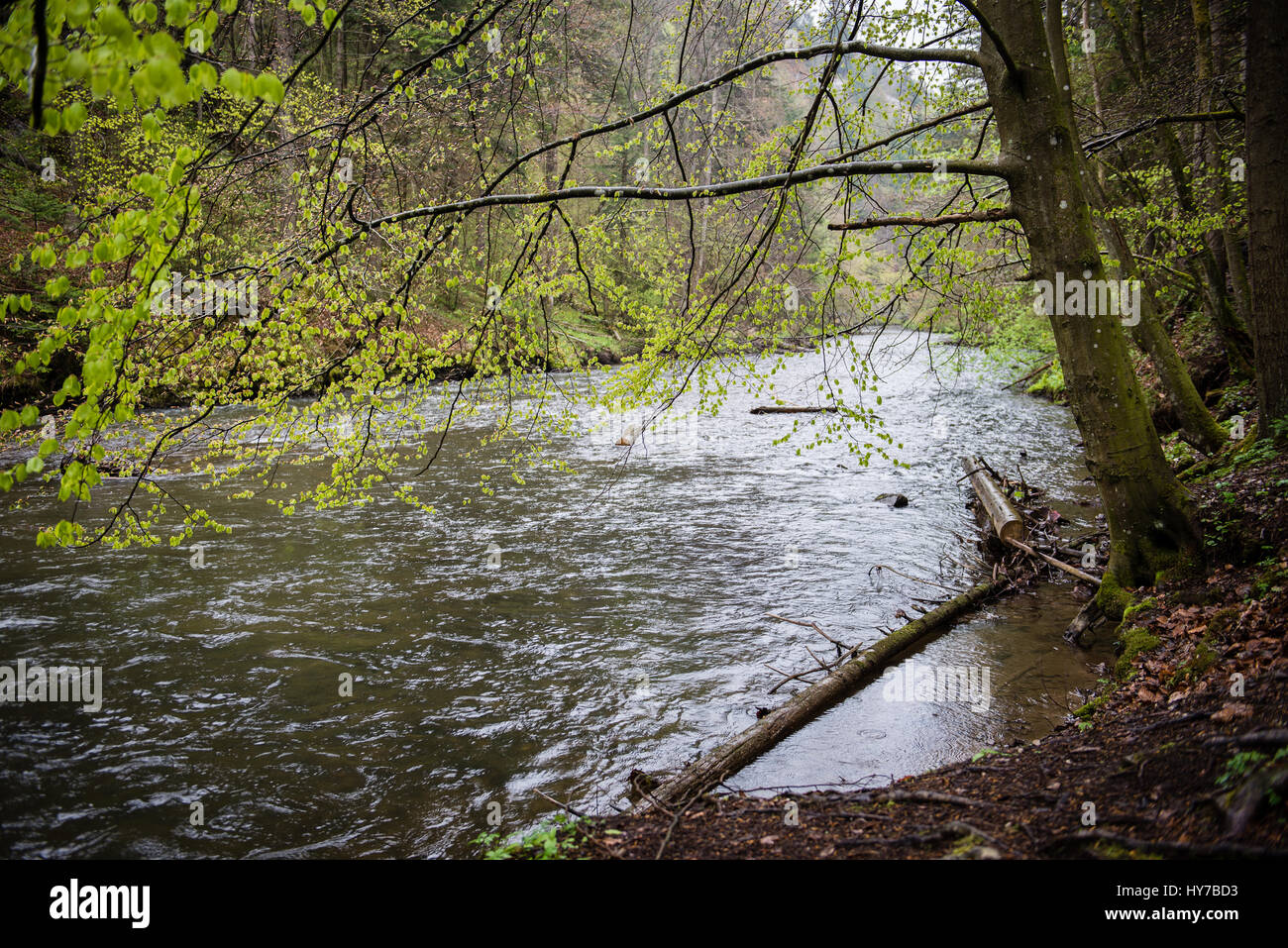 beautiful river in forest with reflections and trees on both sides of ...