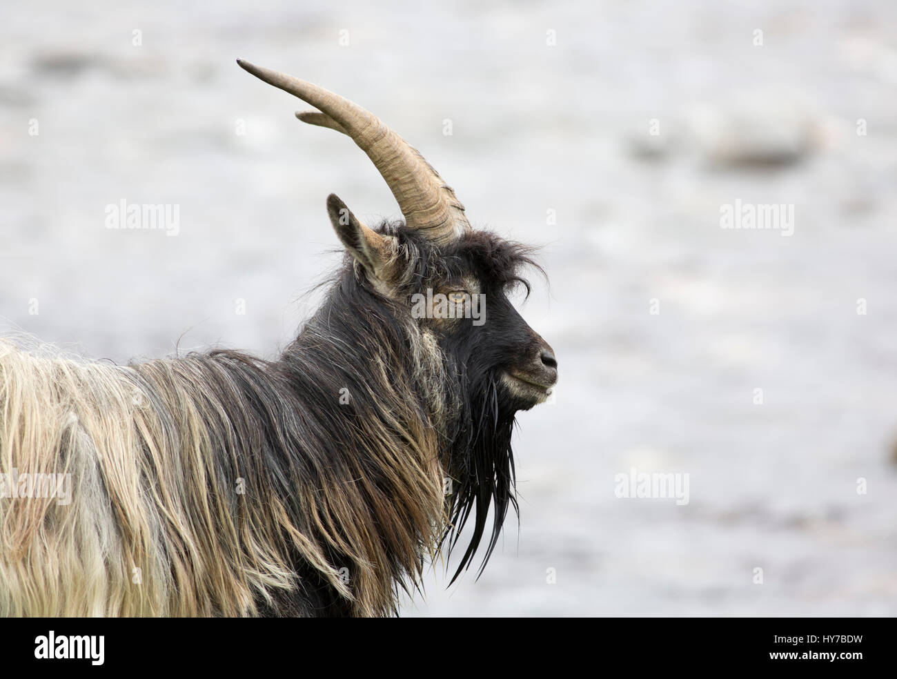Wild goat scotland hi-res stock photography and images - Alamy