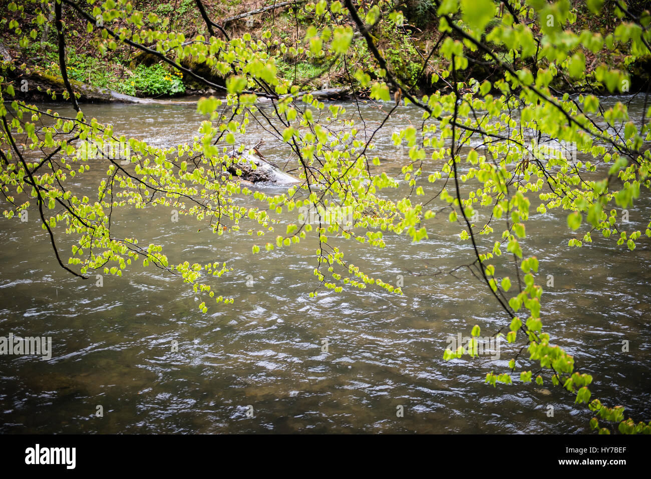 beautiful river in forest with reflections and trees on both sides of ...
