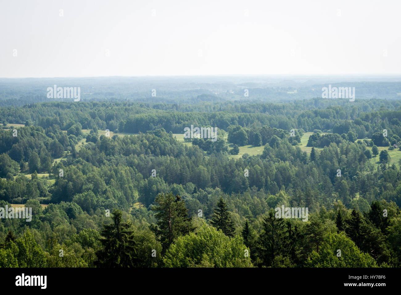panoramic view of misty green forest. far horizon Stock Photo - Alamy