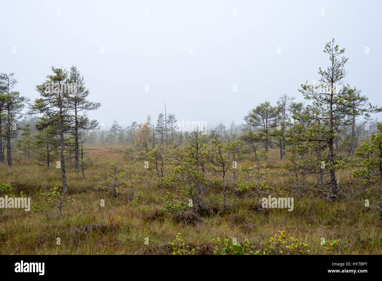 bog landscape with trees in swamp and mist Stock Photo - Alamy