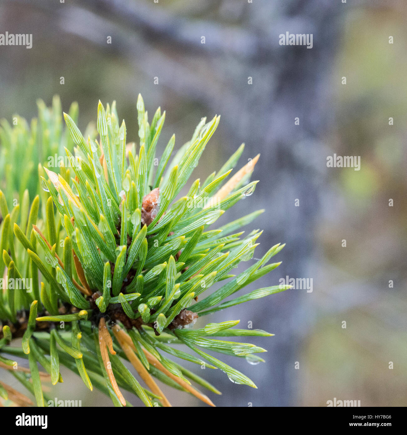 Branch with cones. Larix leptolepis Stock Photo - Alamy