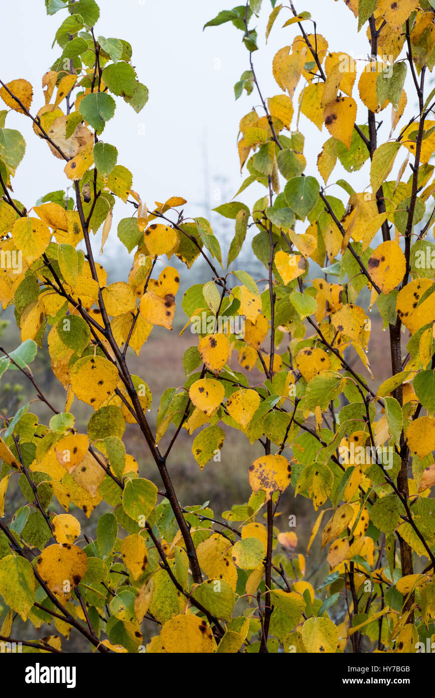 bog landscape with trees in swamp and mist Stock Photo - Alamy