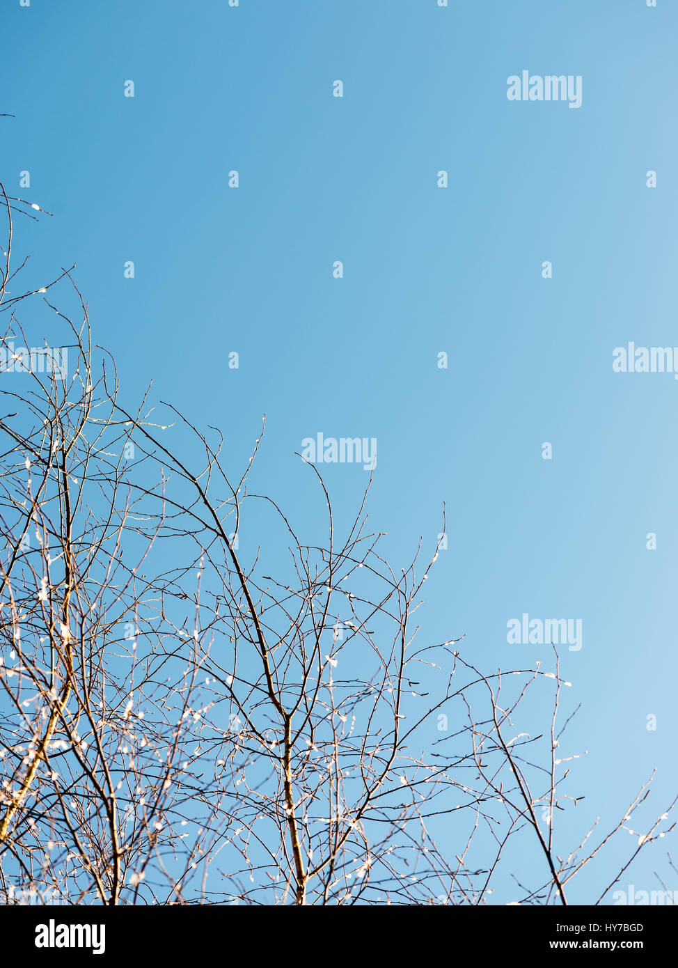winter trees covered with snow in cold sunny day with blue sky Stock ...