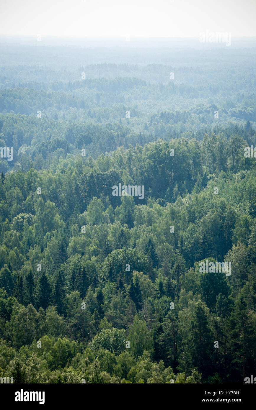 panoramic view of misty green forest. far horizon Stock Photo - Alamy