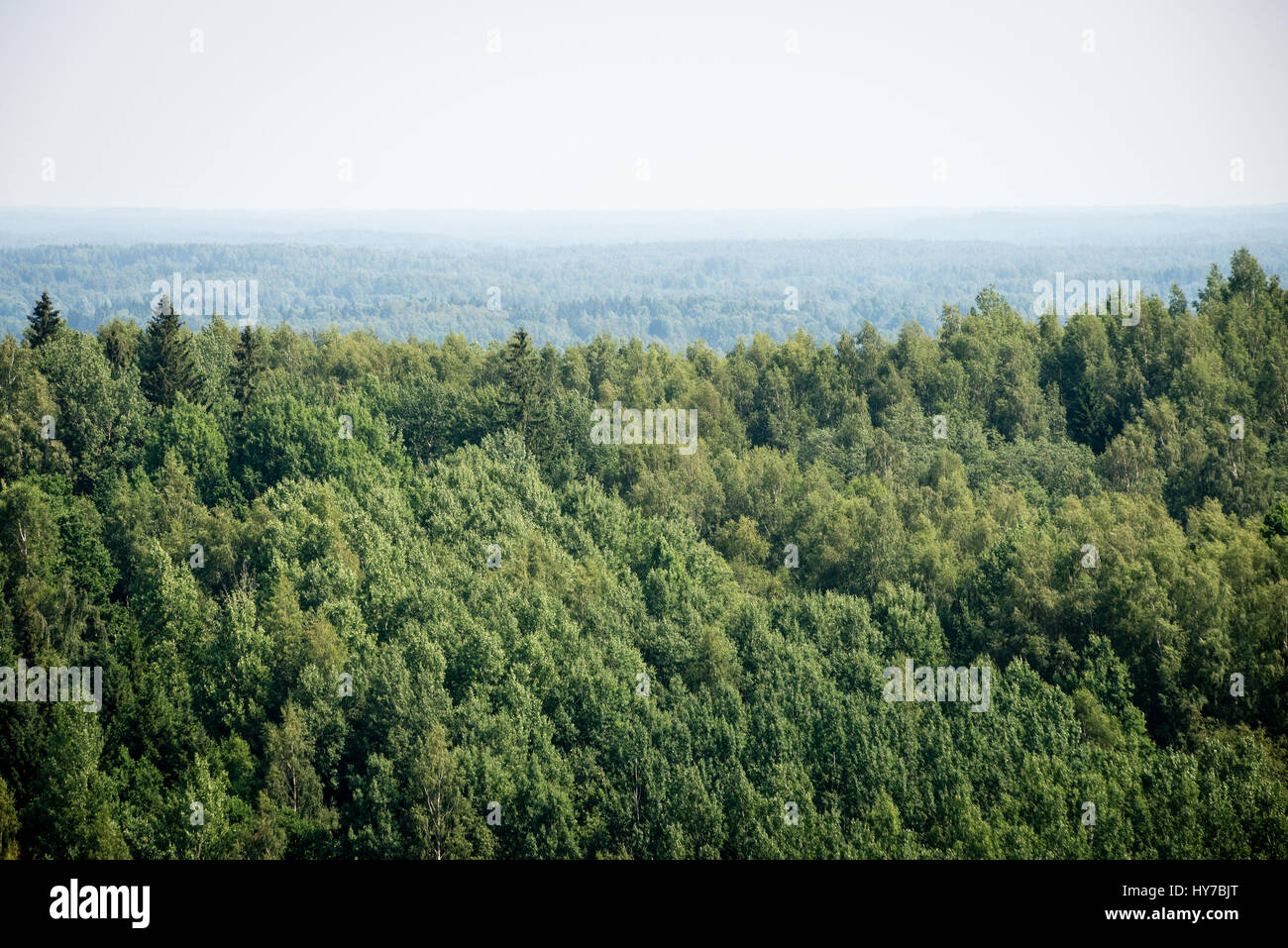 panoramic view of misty green forest. far horizon Stock Photo - Alamy