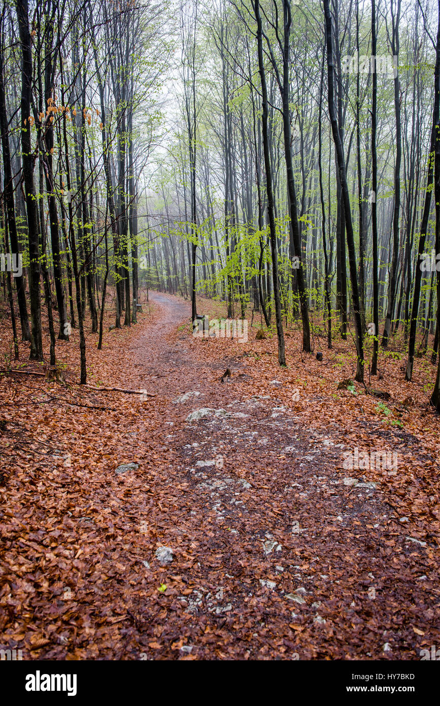 misty autumn forest trees. nature green wood sunlight backgrounds Stock ...