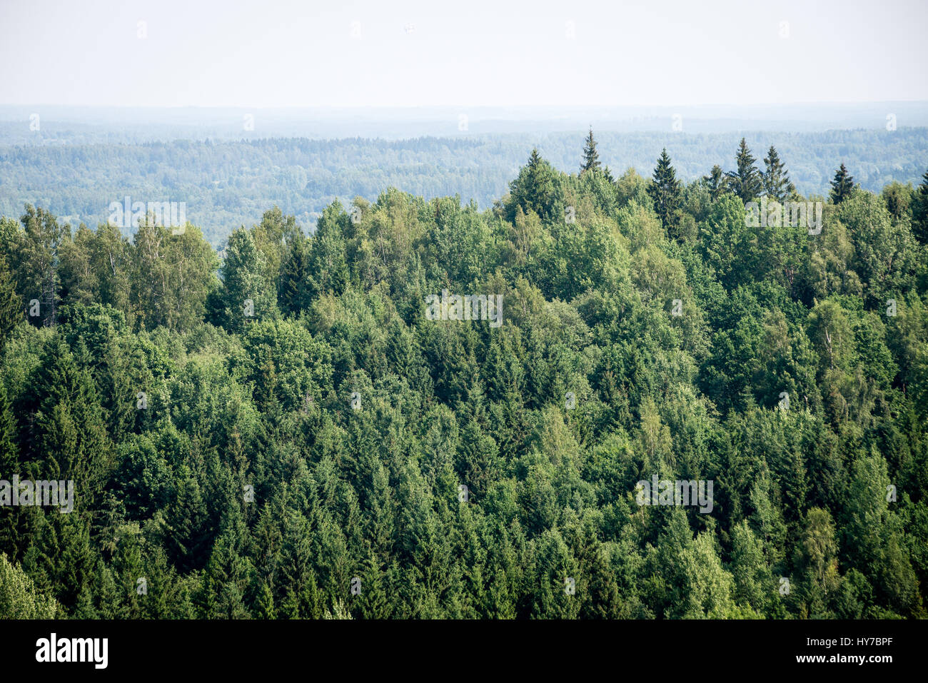 panoramic view of misty green forest. far horizon Stock Photo - Alamy