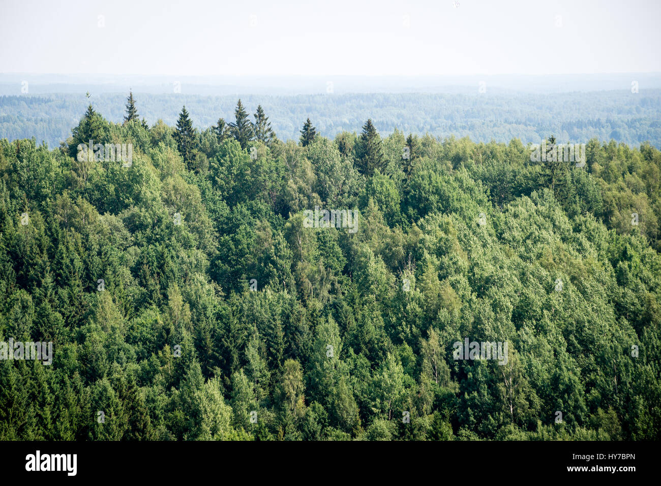 panoramic view of misty green forest. far horizon Stock Photo - Alamy