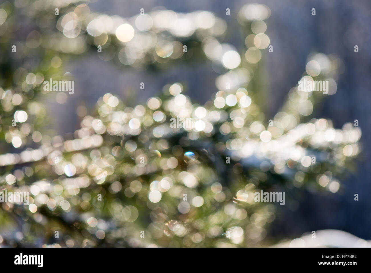 spruce tree in winter with abstract blur boke in bright sunlight Stock ...