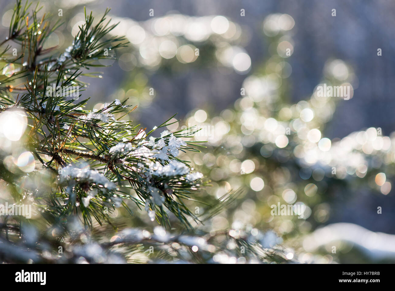 spruce tree in winter with abstract blur boke in bright sunlight Stock Photo - Alamy